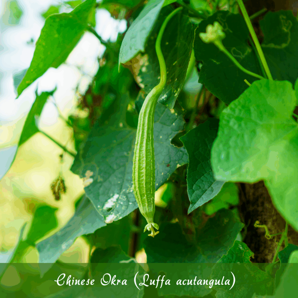 Types Of Okra Plants With Expert Growing Tips In 2025