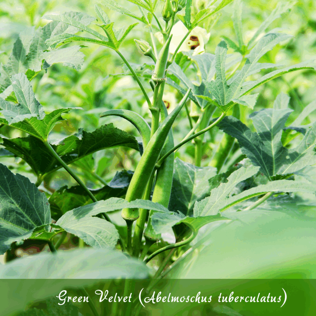 Types Of Okra Plants With Expert Growing Tips In 2025