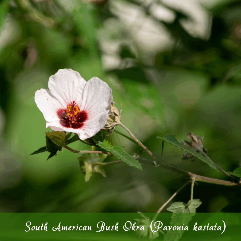 Types Of Okra Plants With Expert Growing Tips In 2025