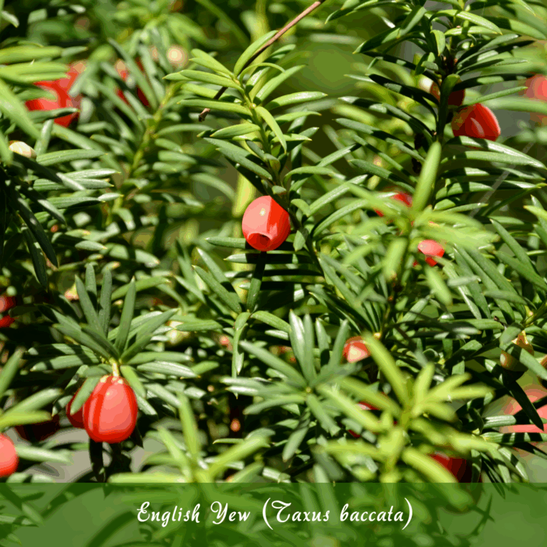 Best Types Of Yew Shrubs That Will Transform Your Garden