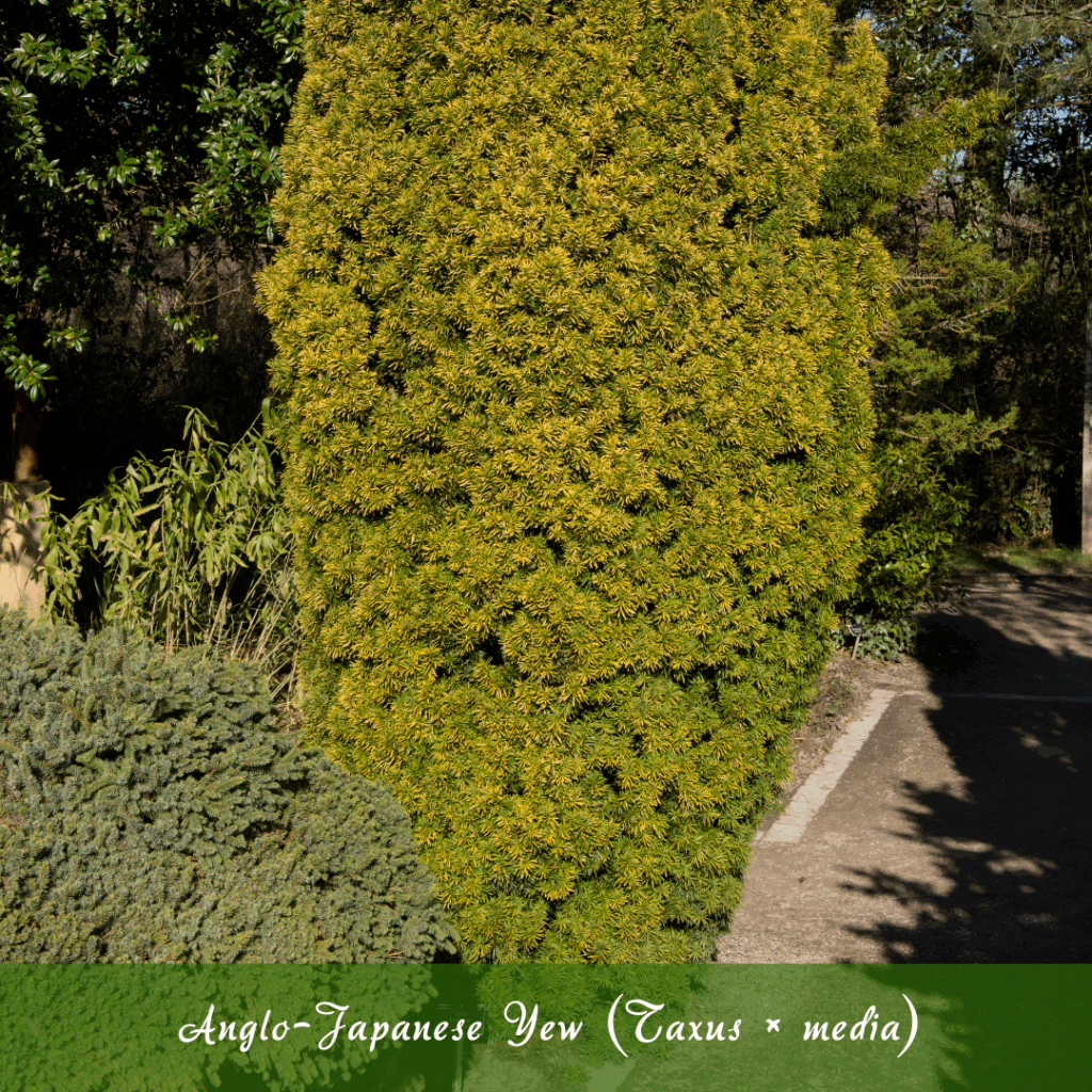 Best Types Of Yew Shrubs That Will Transform Your Garden