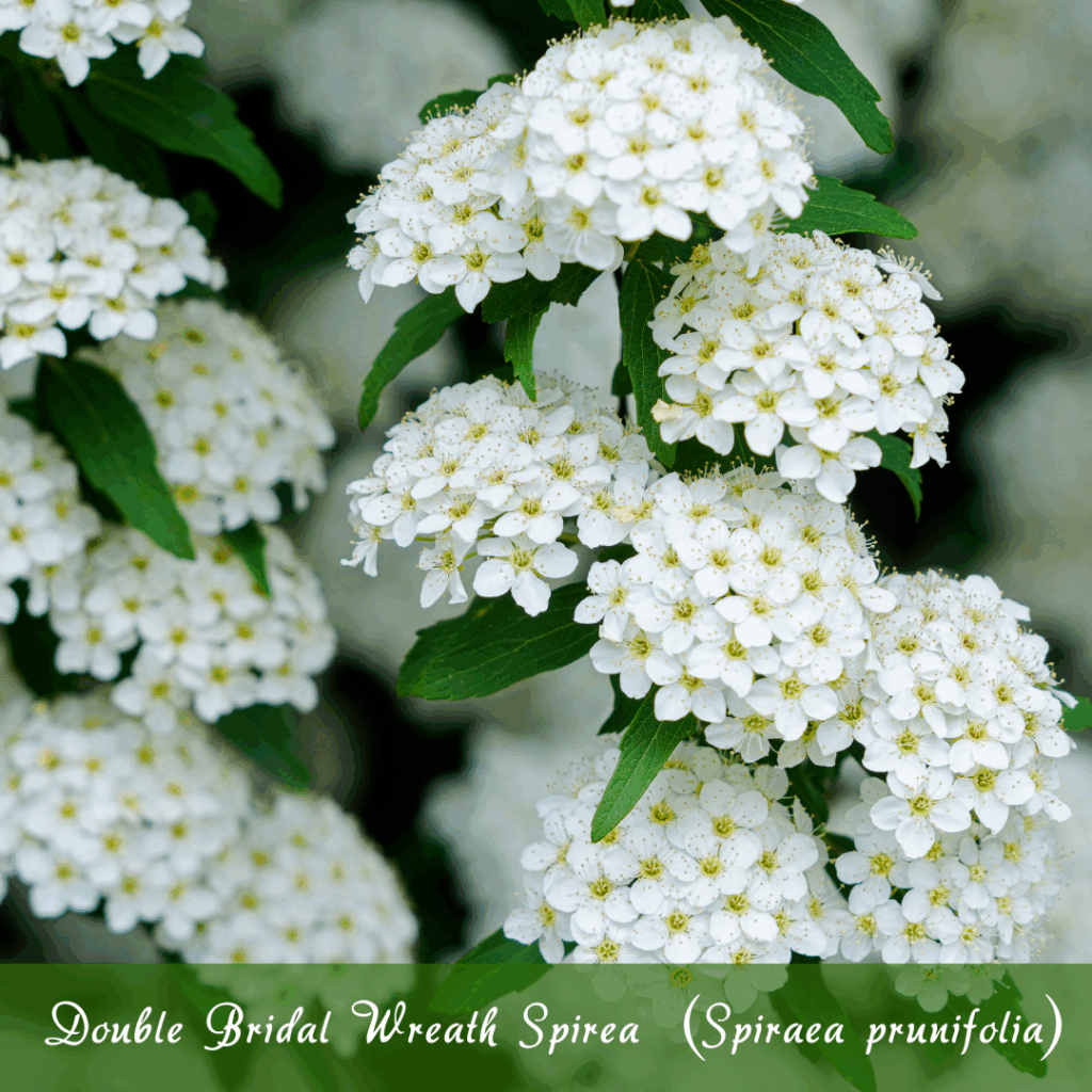 Best Types Of Spirea Shrubs For Easy Gardening In 2026