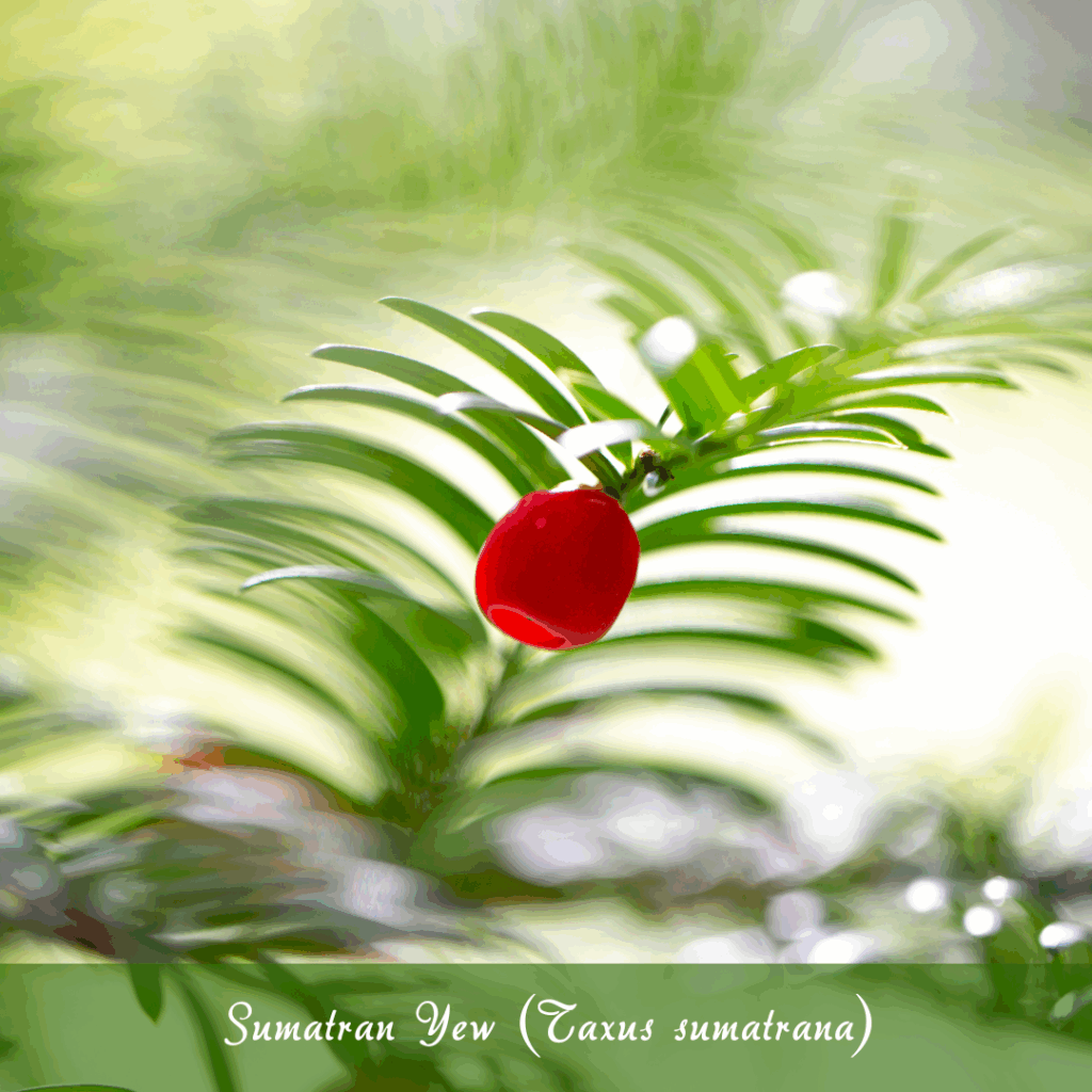 Best Types Of Yew Shrubs That Will Transform Your Garden